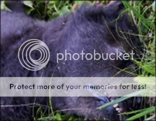 Turner Beast Of Turner Maine Photo by southron_soul | Photobucket