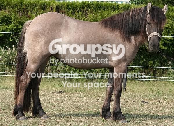 Fotoshoot Leah. (Schotse Highland Pony.) • Bokt.nl