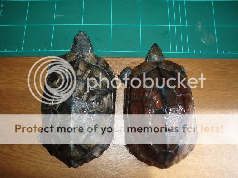 Chinemys reevesii - fenotipos | Fauna Exótica