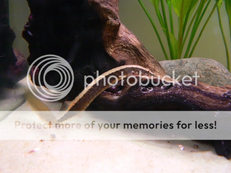 Half Banded Spiny Eel | Fish Forum