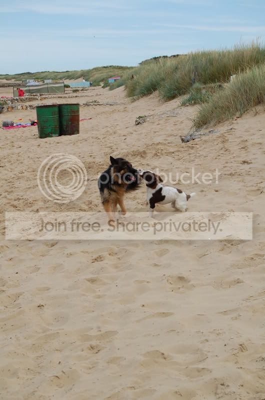 Old Hunstanton Beach - Gundog Training Forum