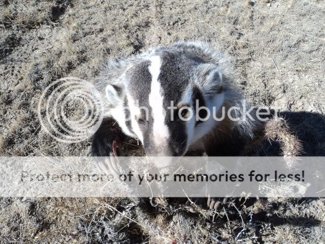 Colorado Plains Wolverine + Coyotes | Predator Masters