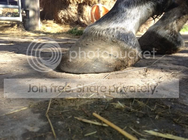 Negative rotation of pedal bone (x rays and before and after) | Horse ...