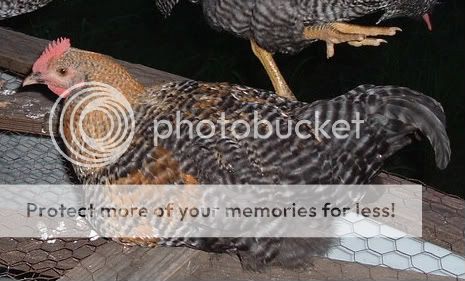 Crossing Buff Orpingtons with Barred Rocks? | BackYard Chickens - Learn ...