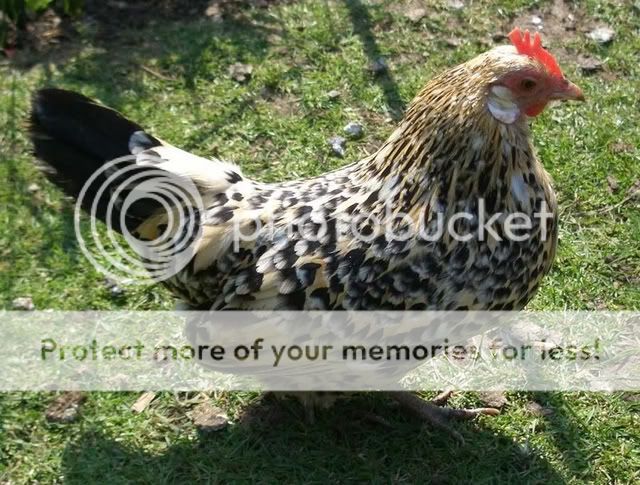 Meet my Millefleur Sablepoot Bantam Belles. - Chickens, Eggs and ...