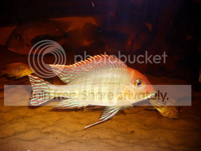 Geophagus Tapajos Red Head - The Cichlid Room Companion