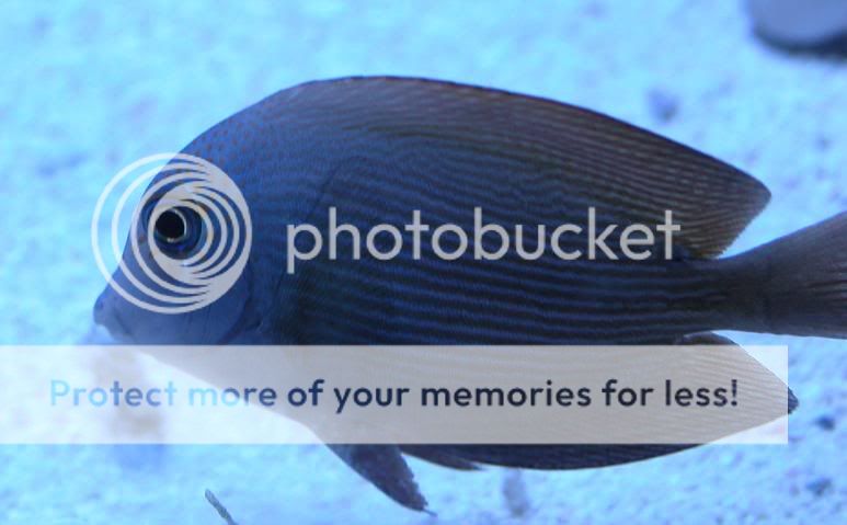 Orange Line Tang? - Reef Central Online Community