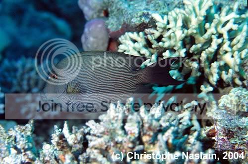 Orange Line Tang? - Reef Central Online Community