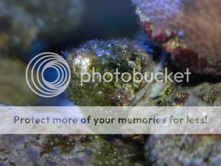 Fish that eat Bubble Algae/Valonia. - Reef Central Online Community